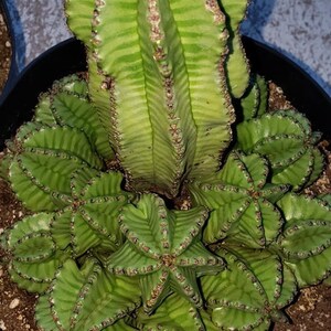 Zipper Plant Anoplia Tanzanian Zipper Plant Cactus - Etsy