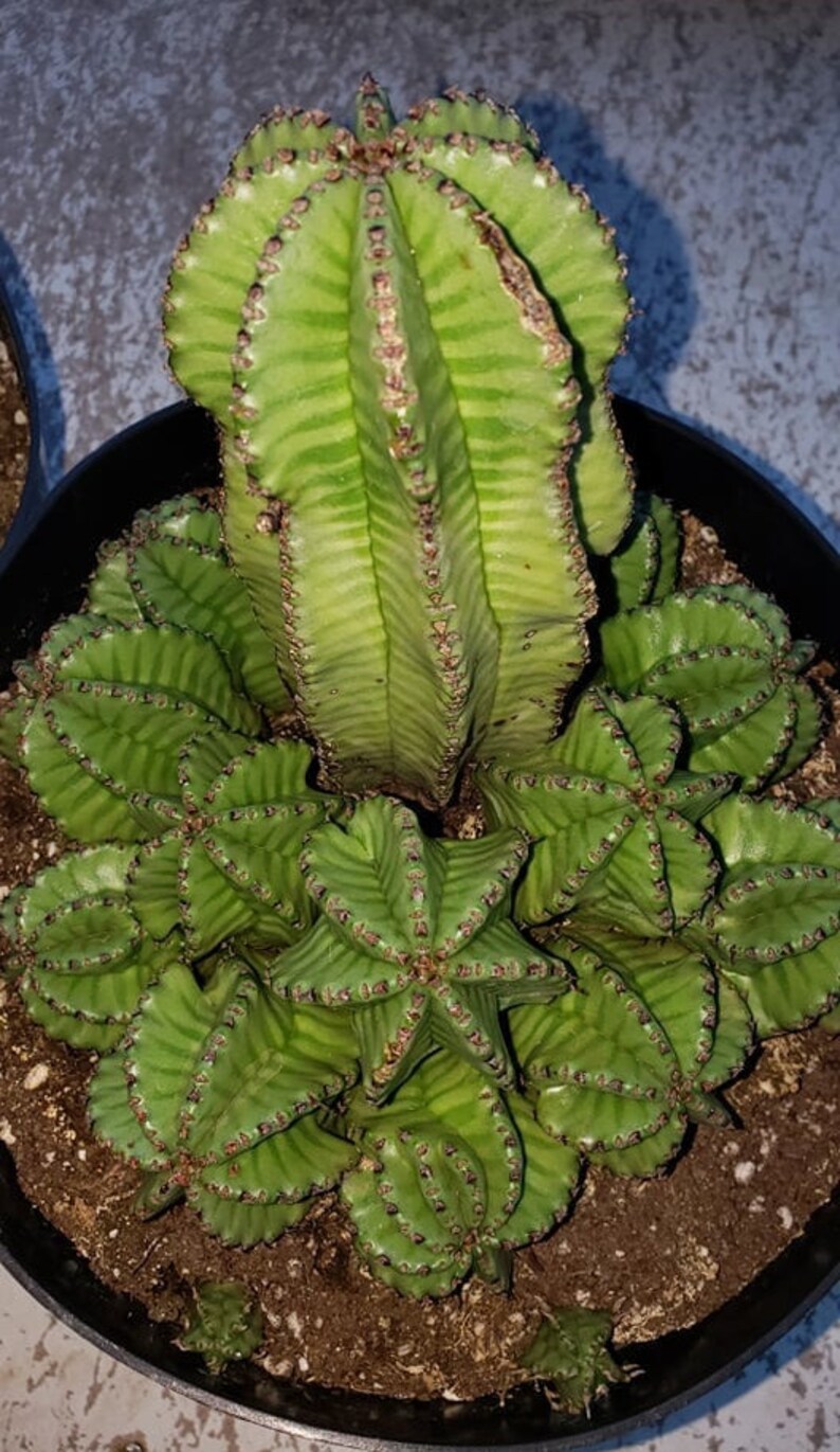 Zipper Plant Anoplia Tanzanian Zipper Plant Cactus - Etsy