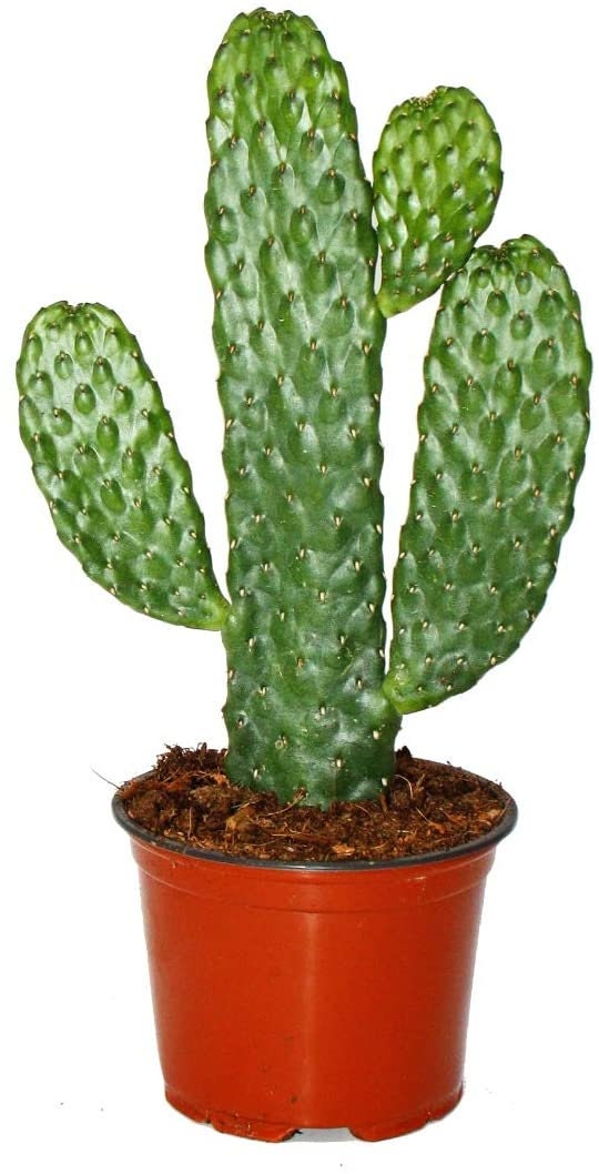 Road Kill Cactus, Opuntia Rubescens, Consolea Rubescens, Live Plant ...