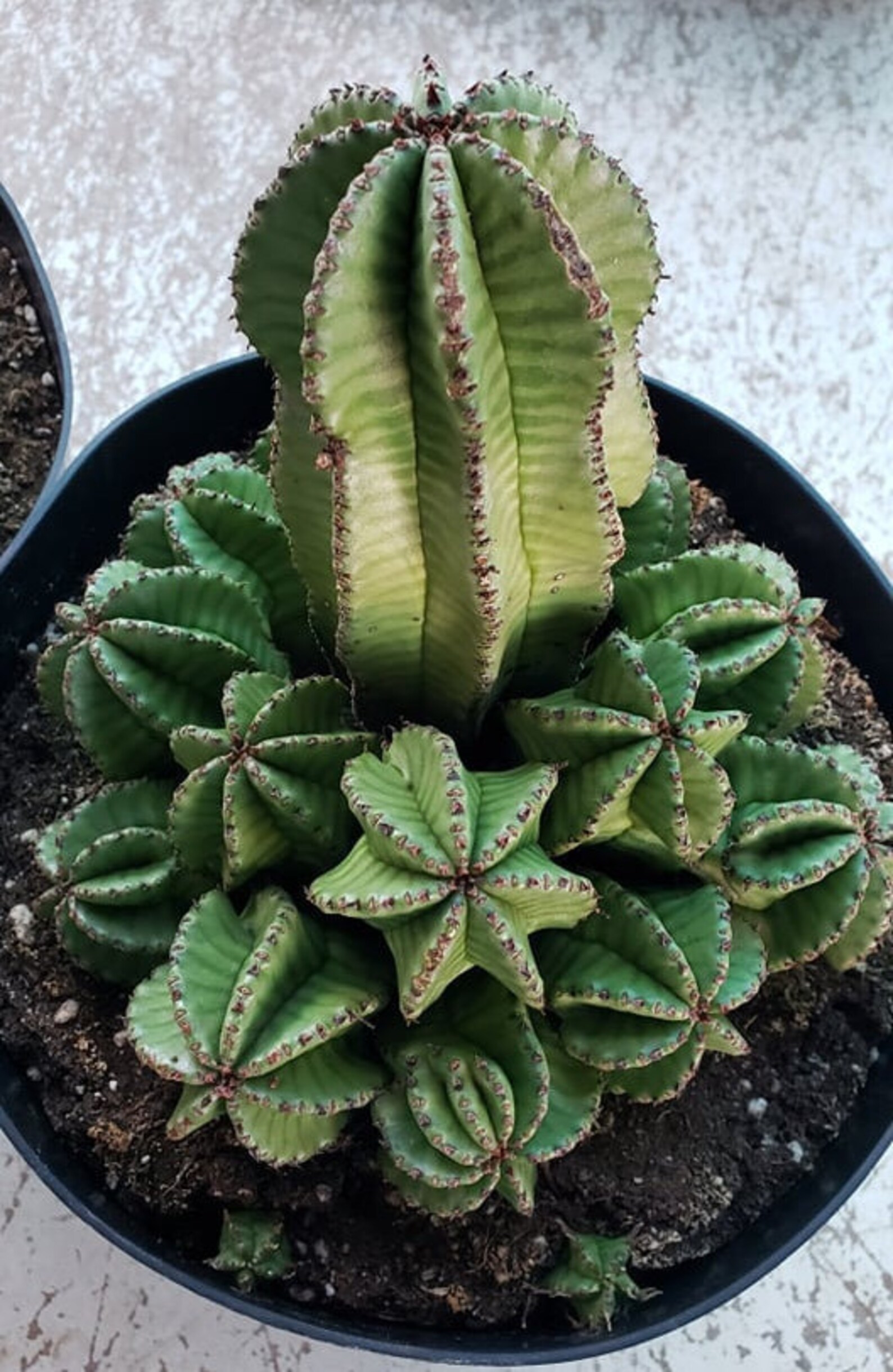 Zipper Plant Anoplia Tanzanian Zipper Plant Cactus - Etsy