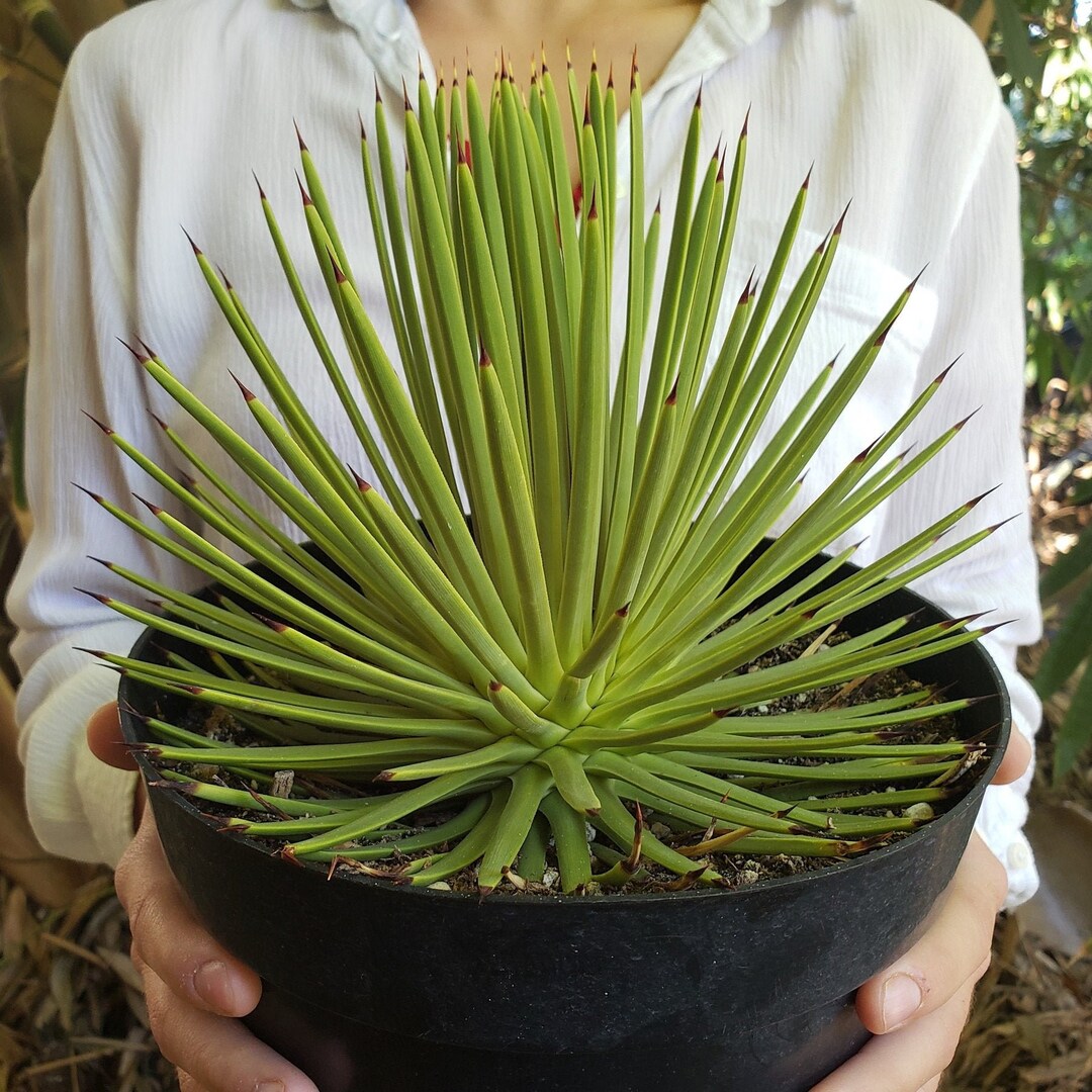 Dwarf Hedgehog Agave, Agave Stricta, Succulent, Cactus, Live Plant - Etsy