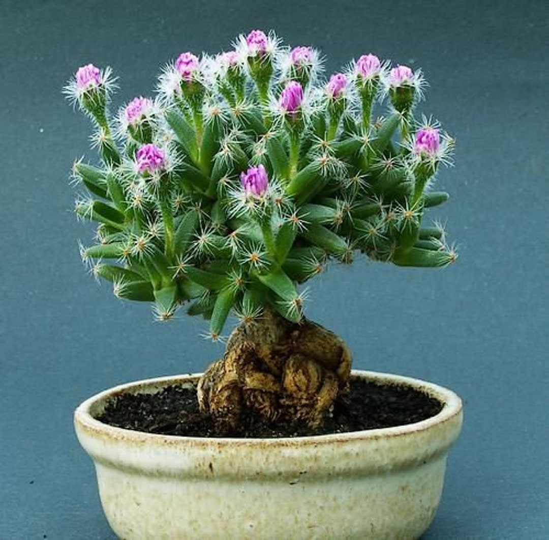Trichodiadema Densum, Mini Desert Rose - Etsy
