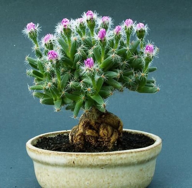 Trichodiadema Densum Mini Desert Rose - Etsy