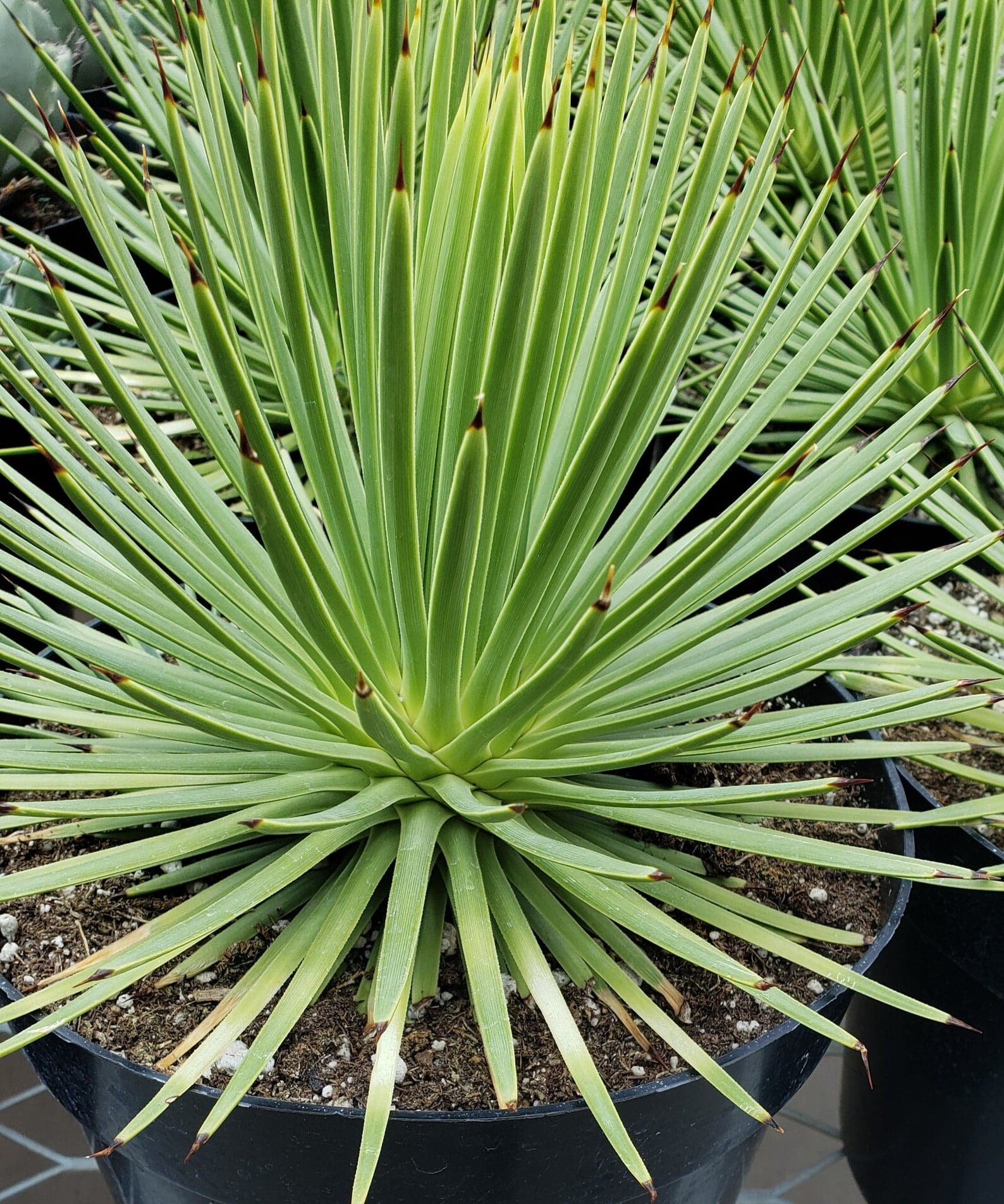 Dwarf Hedgehog Agave, Agave Stricta, Succulent, Cactus, Live Plant - Etsy
