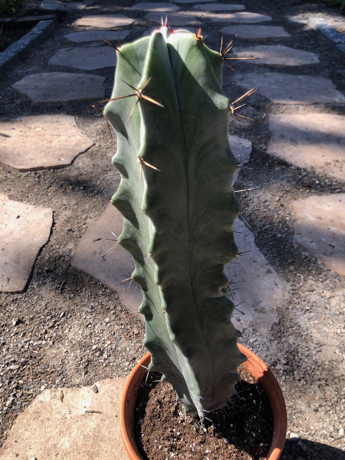 Stenocereus Pruinosus Gray Ghost Organ Pipe Cactus - Etsy