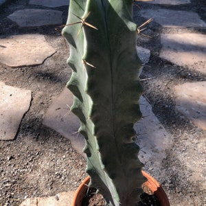 Stenocereus Pruinosus, Gray Ghost Organ Pipe, Cactus, Succulent, Live ...