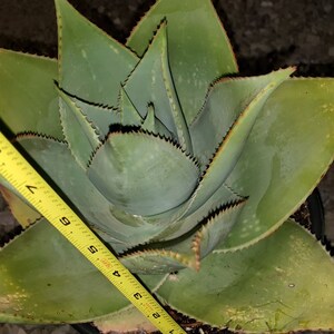 Aloe Striata, Ghost Aloe, Aloe, Cactus, Succulent, Live Plant - Etsy