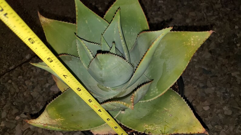 Aloe Striata Ghost Aloe Aloe Cactus Succulent Live Plant | Etsy