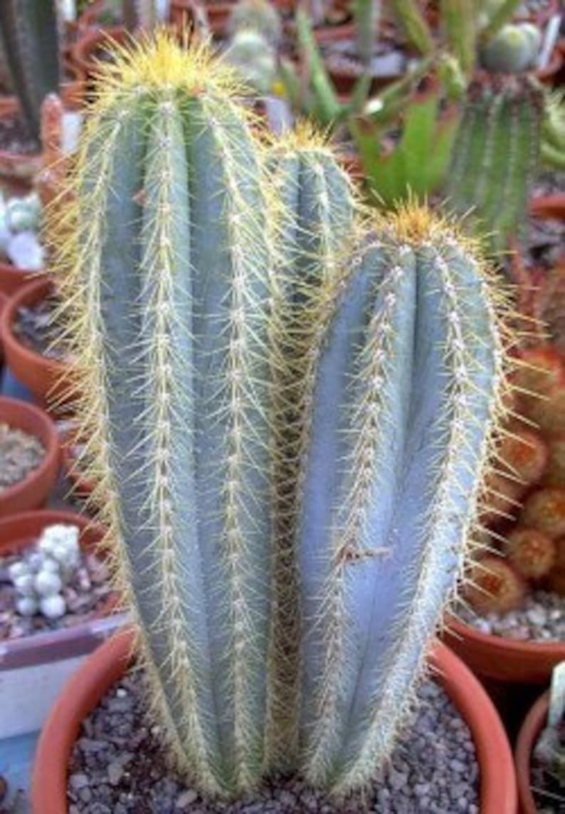 Pilosocereus Azureus Blue Torch Cactus Brazilian Blue - Etsy