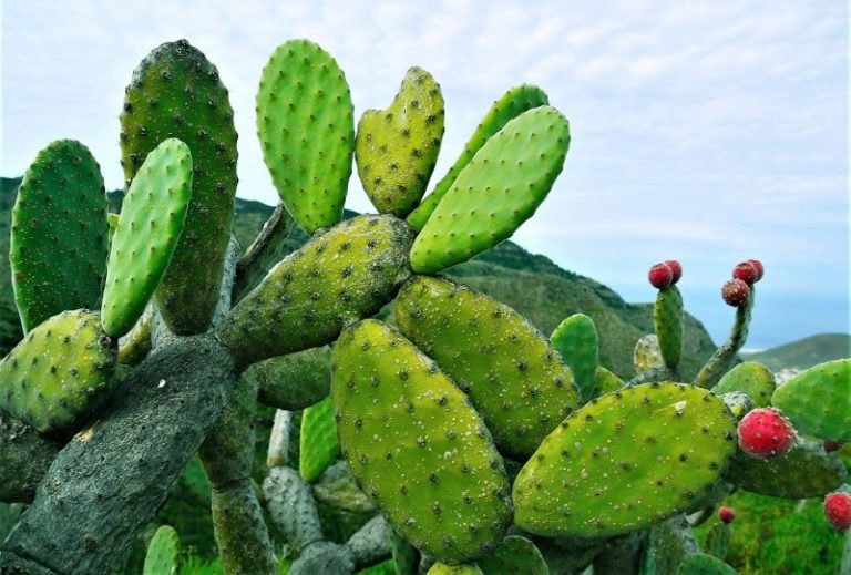Nopal Opuntia Prickly Pear Cactus Succulent Live Plant - Etsy