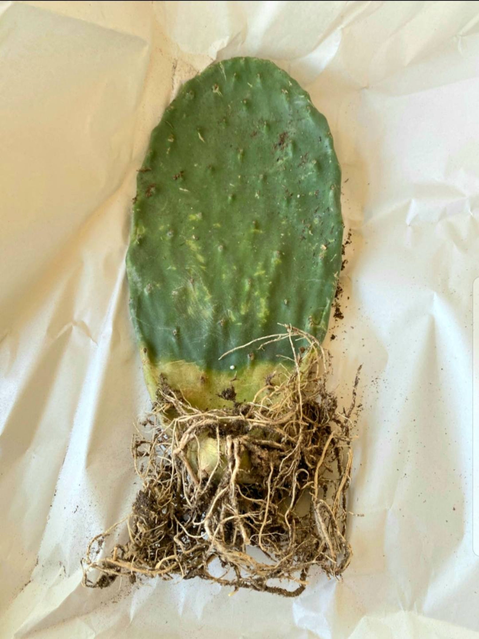 Nopal Opuntia Prickly Pear Cactus Succulent Live Plant - Etsy