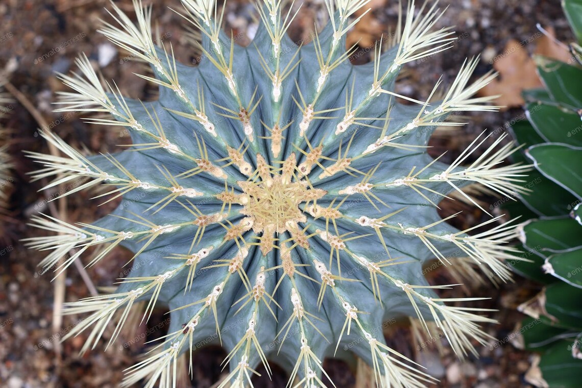 Blue Golden Barrel Cactus Ferocactus Glaucescens Blue - Etsy