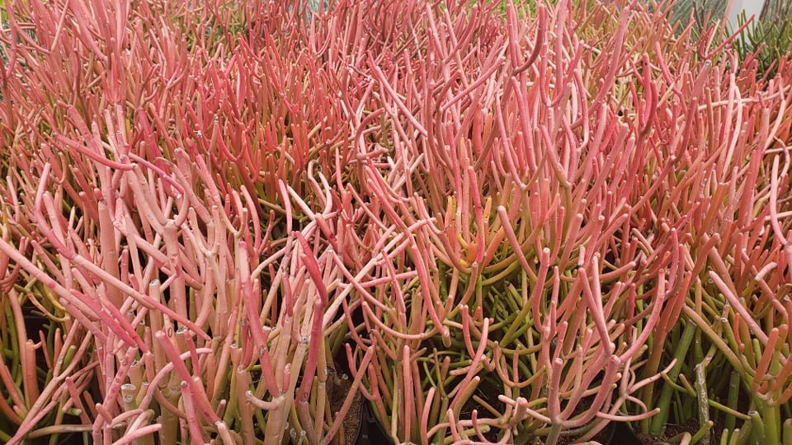 Firestick Plant, Pencil Cactus, Tirucalli, Firestick Cactus, Cactus ...