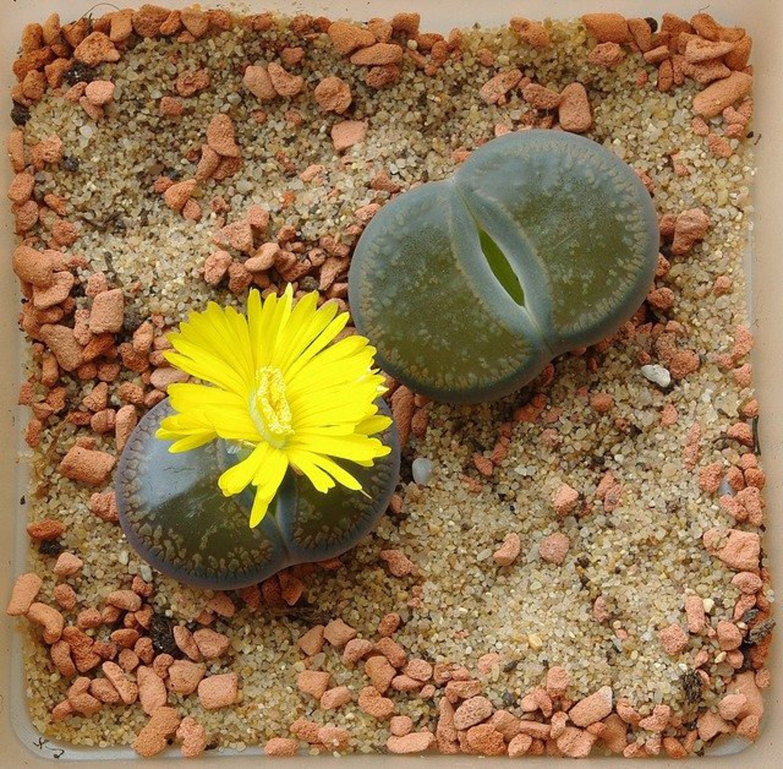 Lithops Succulent Cactus LIVE PLANT - Etsy