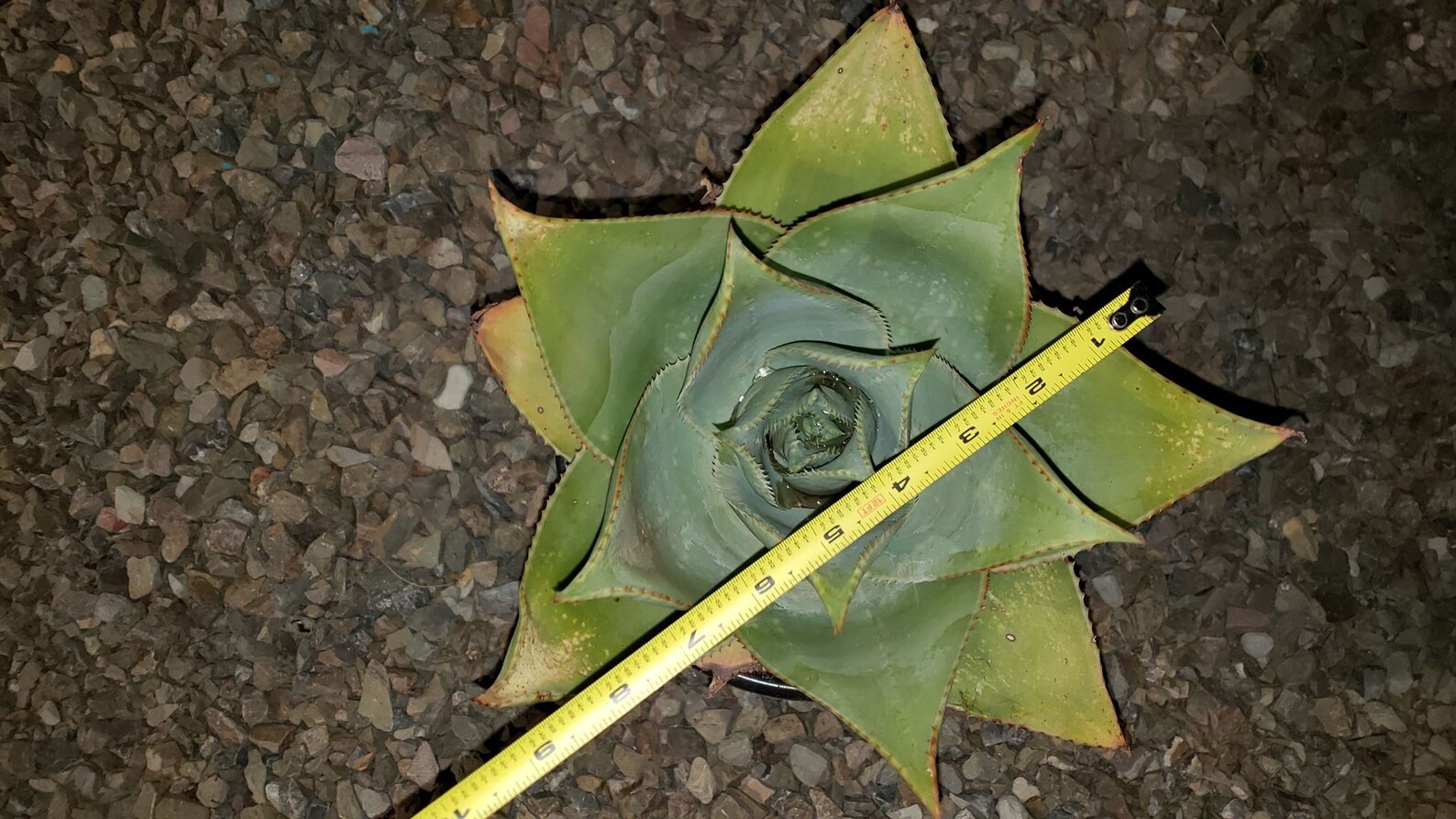 Aloe Striata Ghost Aloe Aloe Cactus Succulent Live Plant | Etsy