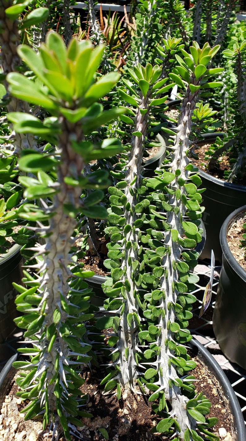 Alluaudia Procera, Madagascar Ocotillo, African Ocotillo, Ocotillo ...