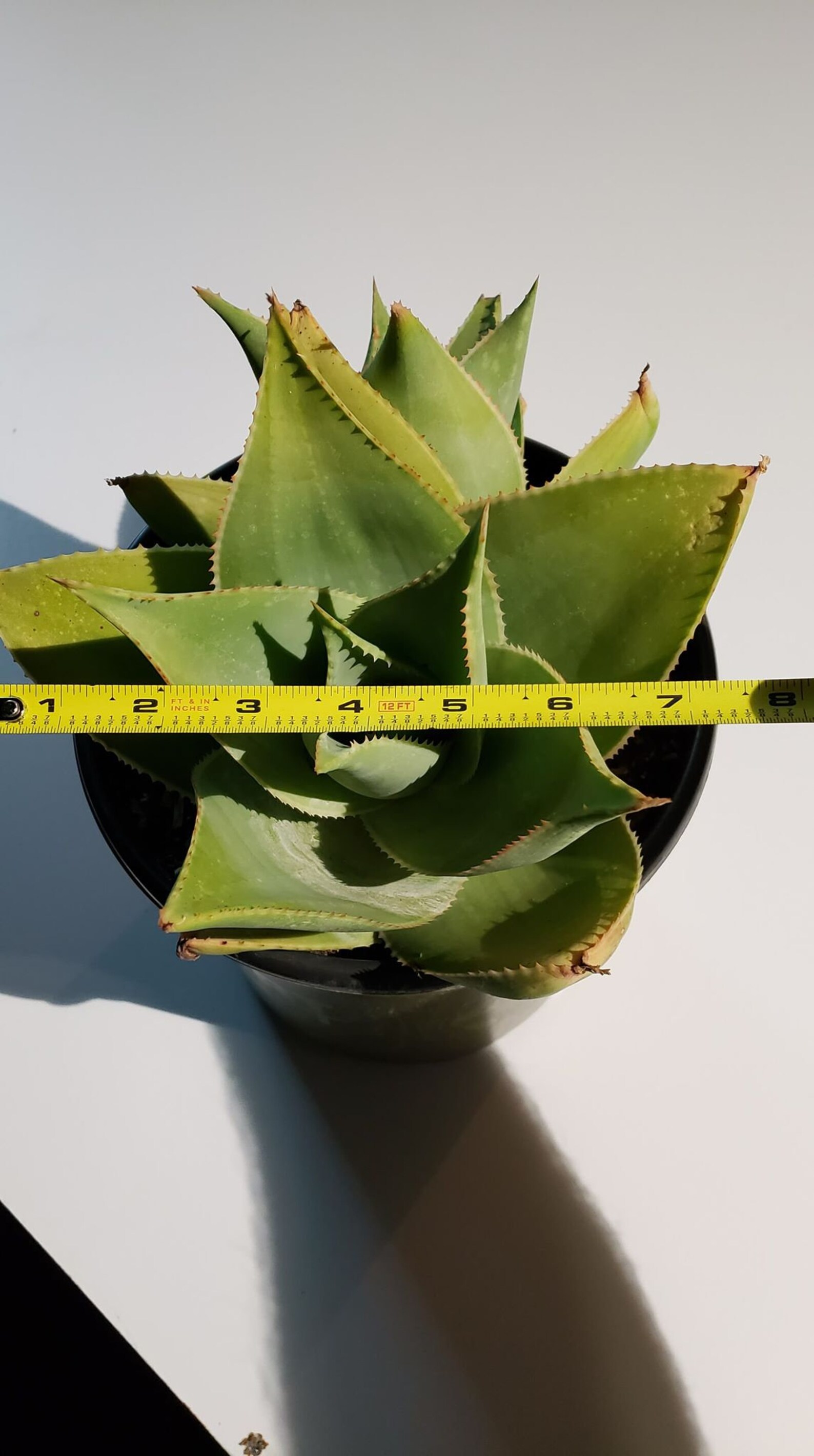 Aloe Striata Ghost Aloe Aloe Cactus Succulent Live Plant | Etsy