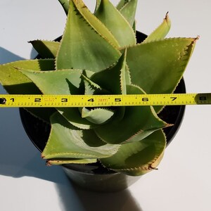 Aloe Striata, Ghost Aloe, Aloe, Cactus, Succulent, Live Plant - Etsy