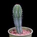 Stenocereus Pruinosus, Gray Ghost Organ Pipe, Cactus, Succulent, Live ...