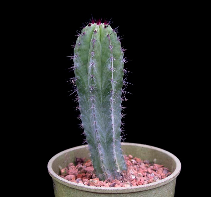 Stenocereus Pruinosus, Gray Ghost Organ Pipe, Cactus, Succulent, Live ...