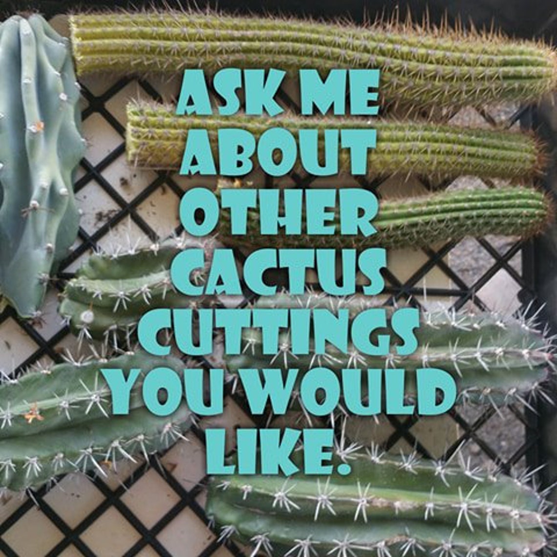 Austrocylindropuntia Subulata Eve's Pin Cactus - Etsy