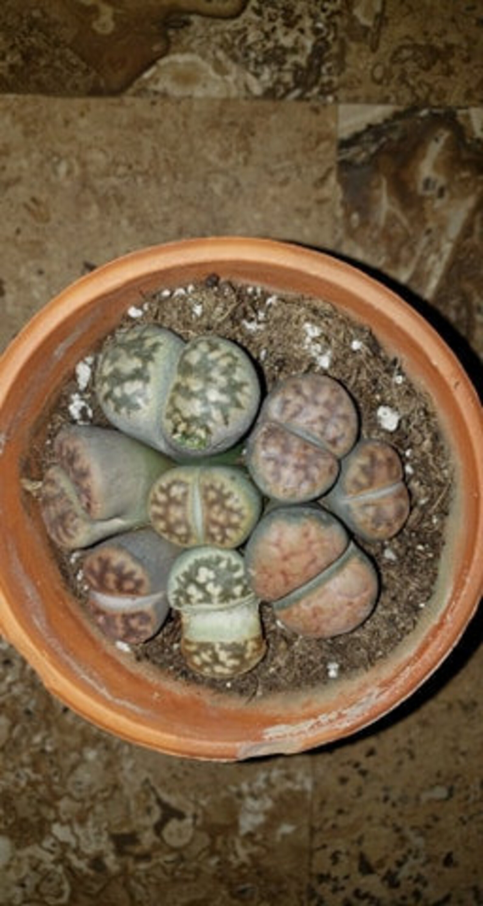 Lithops Succulent Cactus LIVE PLANT - Etsy
