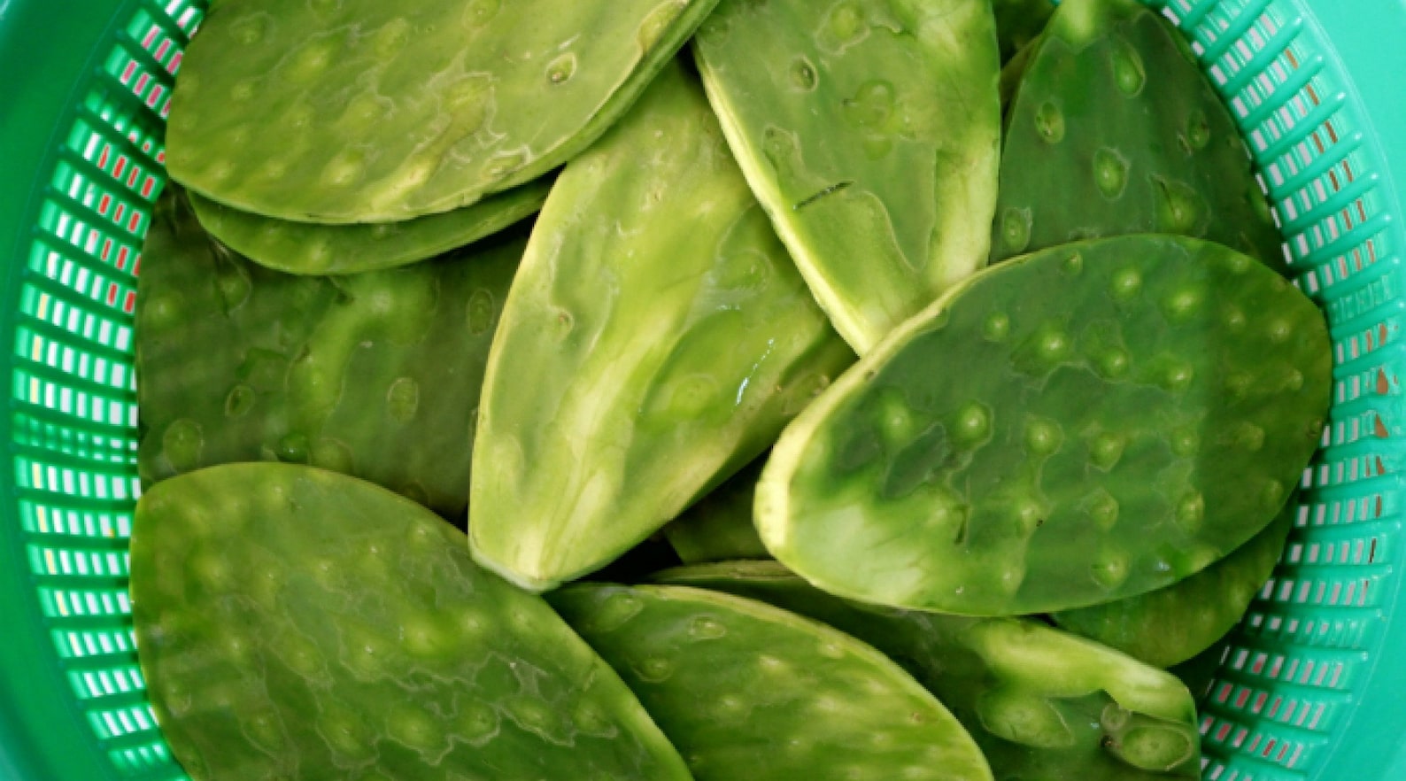 Nopal, Opuntia, Prickly Pear, Cactus - Etsy