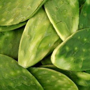 Nopal, Opuntia, Prickly Pear, Cactus - Etsy