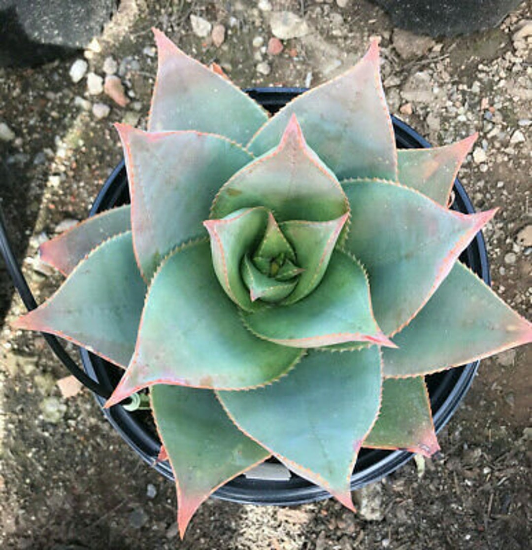 Aloe Striata, Ghost Aloe, Aloe, Cactus, Succulent, Live Plant - Etsy