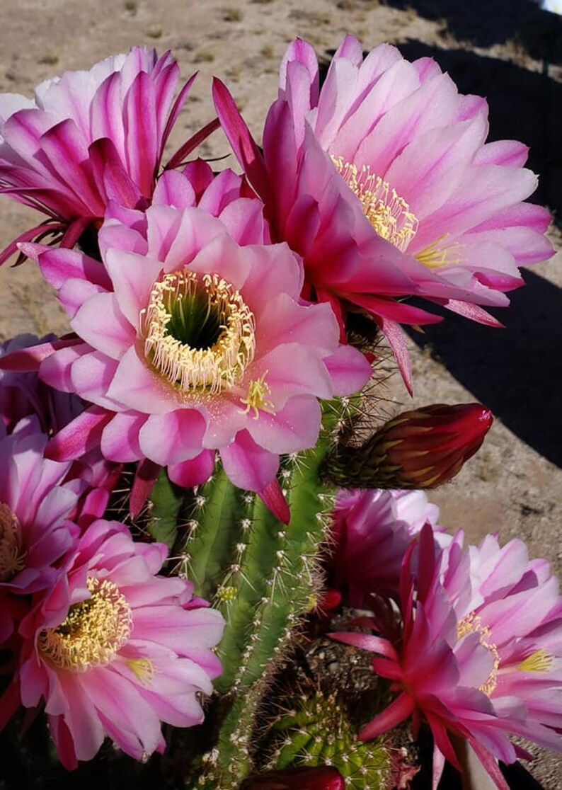 Cactus care bloom producing nutrients gardening cactus | Etsy