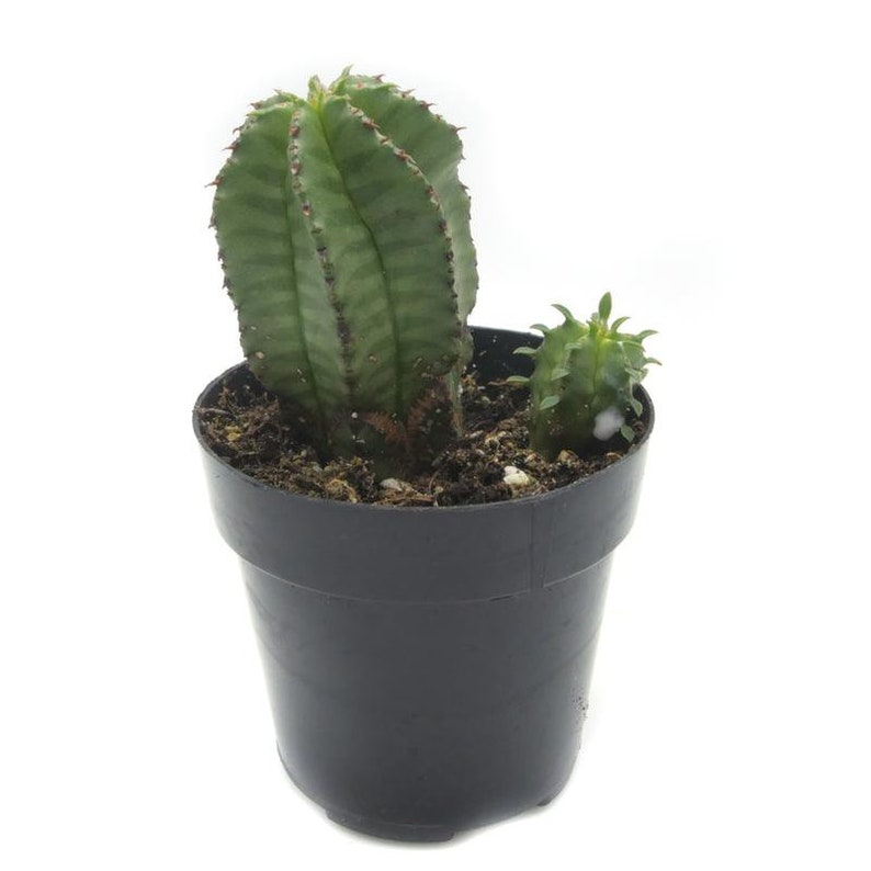 Zipper Plant Anoplia Tanzanian Zipper Plant Cactus - Etsy