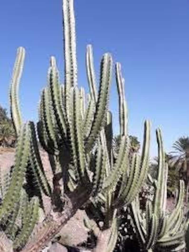 Stenocereus Pruinosus, Gray Ghost Organ Pipe, Cactus, Succulent, Live ...