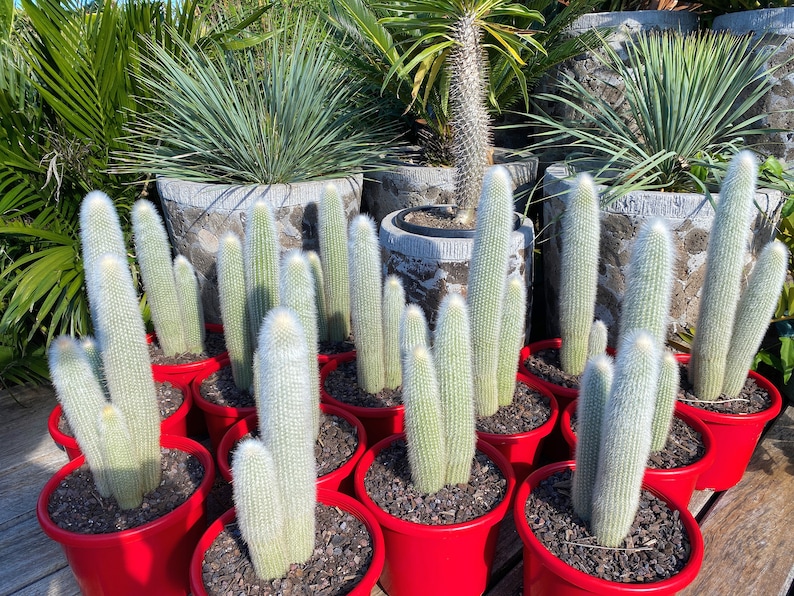 Silver Torch Cactus Cleistocactus Strausii Succulent - Etsy