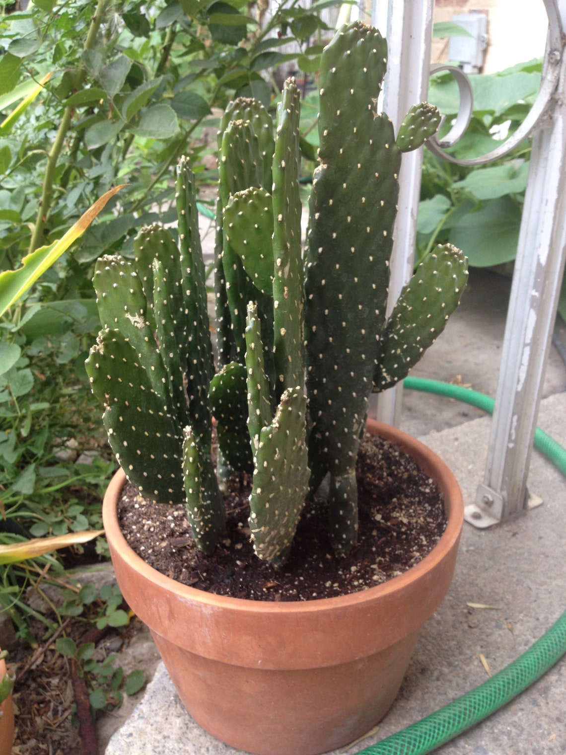 Road Kill Cactus, Opuntia Rubescens, Consolea Rubescens, Live Plant ...