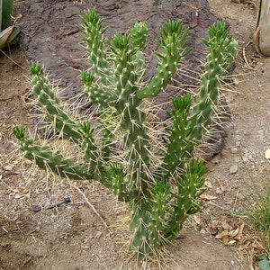 Austrocylindropuntia Subulata, Eve's Pin, Cactus, Succulent, Live Plant ...