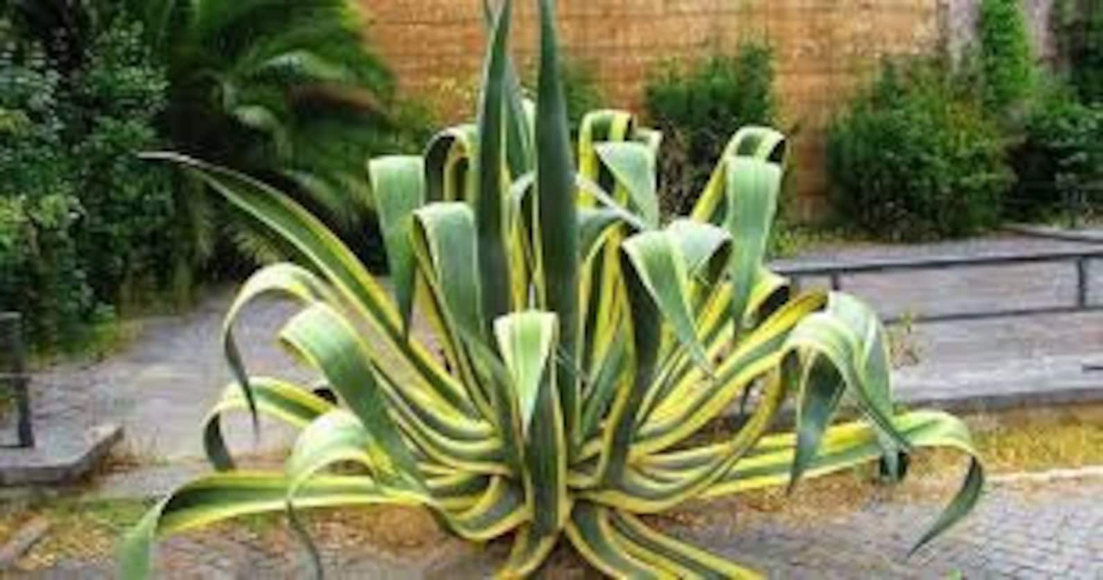Agave Americana 'Marginata Variegated Century Plant | Etsy