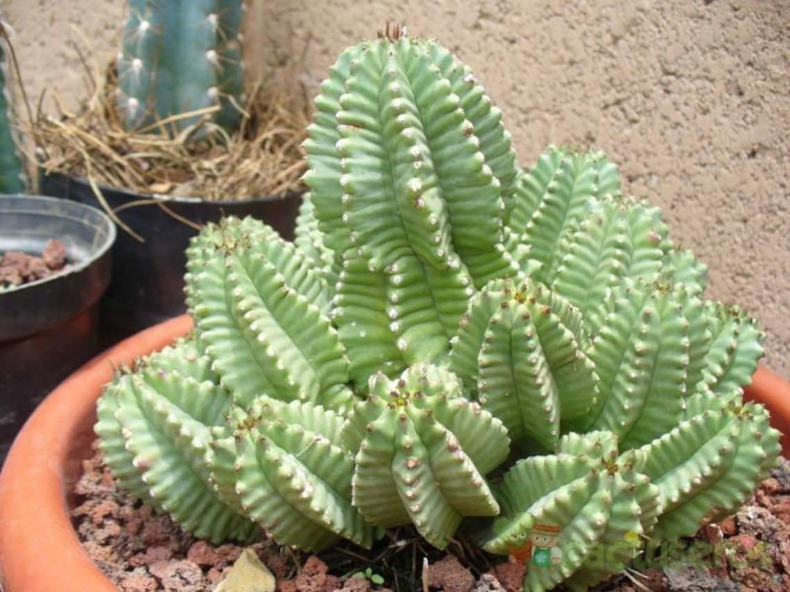 Zipper Plant Anoplia Tanzanian Zipper Plant Cactus - Etsy