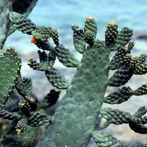Road Kill Cactus Opuntia Rubescens Consolea Rubescens Live - Etsy