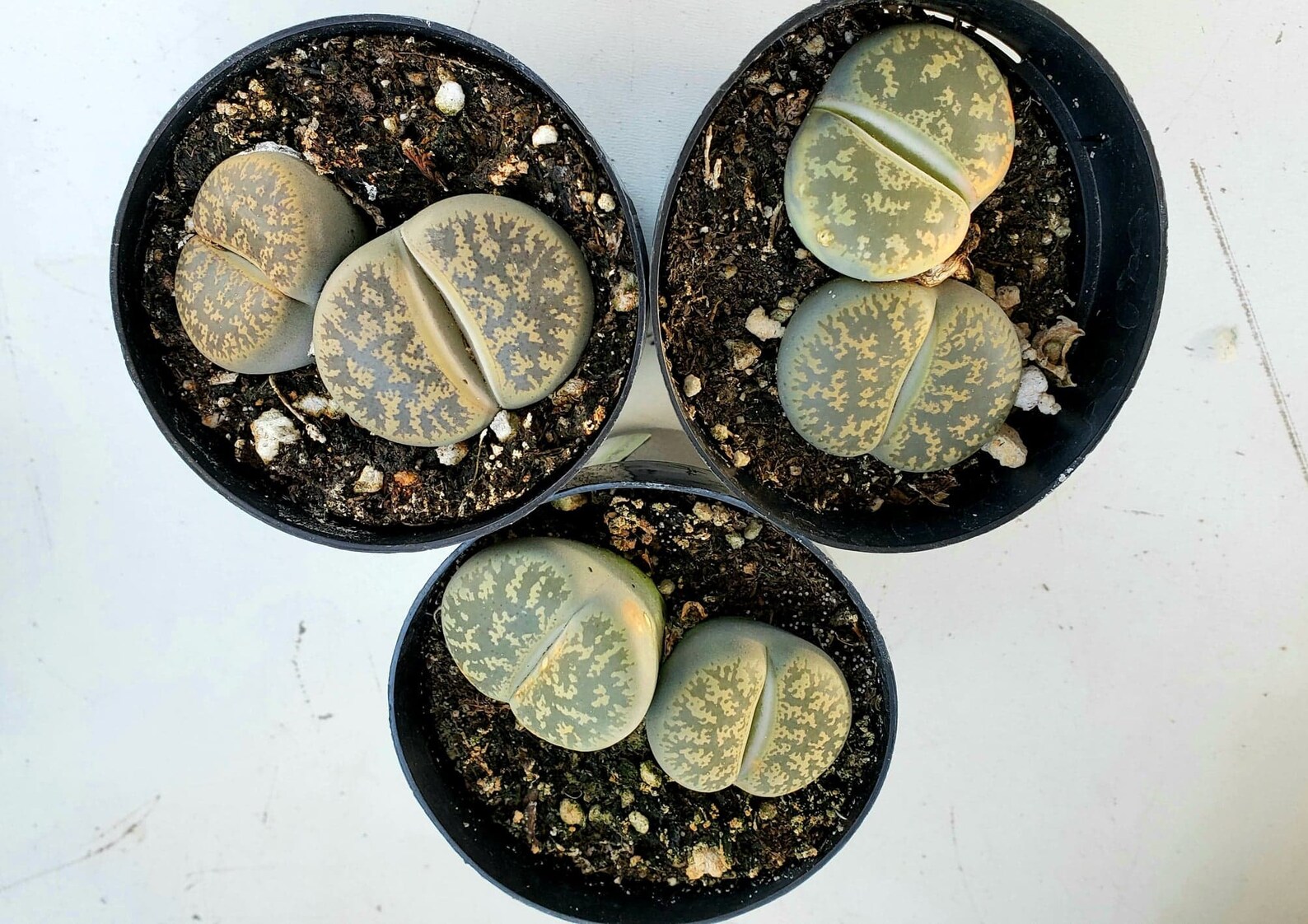 Lithops Succulent Cactus LIVE PLANT - Etsy