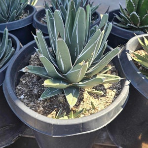 Ferdinand Agave, King of the Agave, Nickelsiae, Agave, Cactus ...