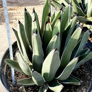 Ferdinand Agave, King of the Agave, Nickelsiae, Agave, Cactus ...