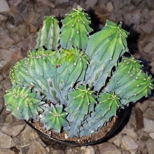 Dinosaur Back (myrtillocactus Geometrizans F. Cristata), Crested Cactus ...