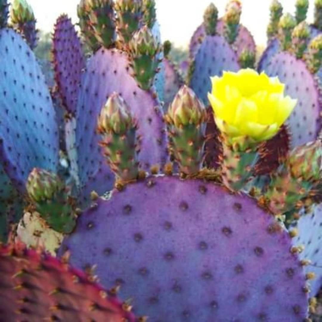 Santa Rita Prickly Pear Cactus, Opuntia Violacea, Prickly Pear, Live ...