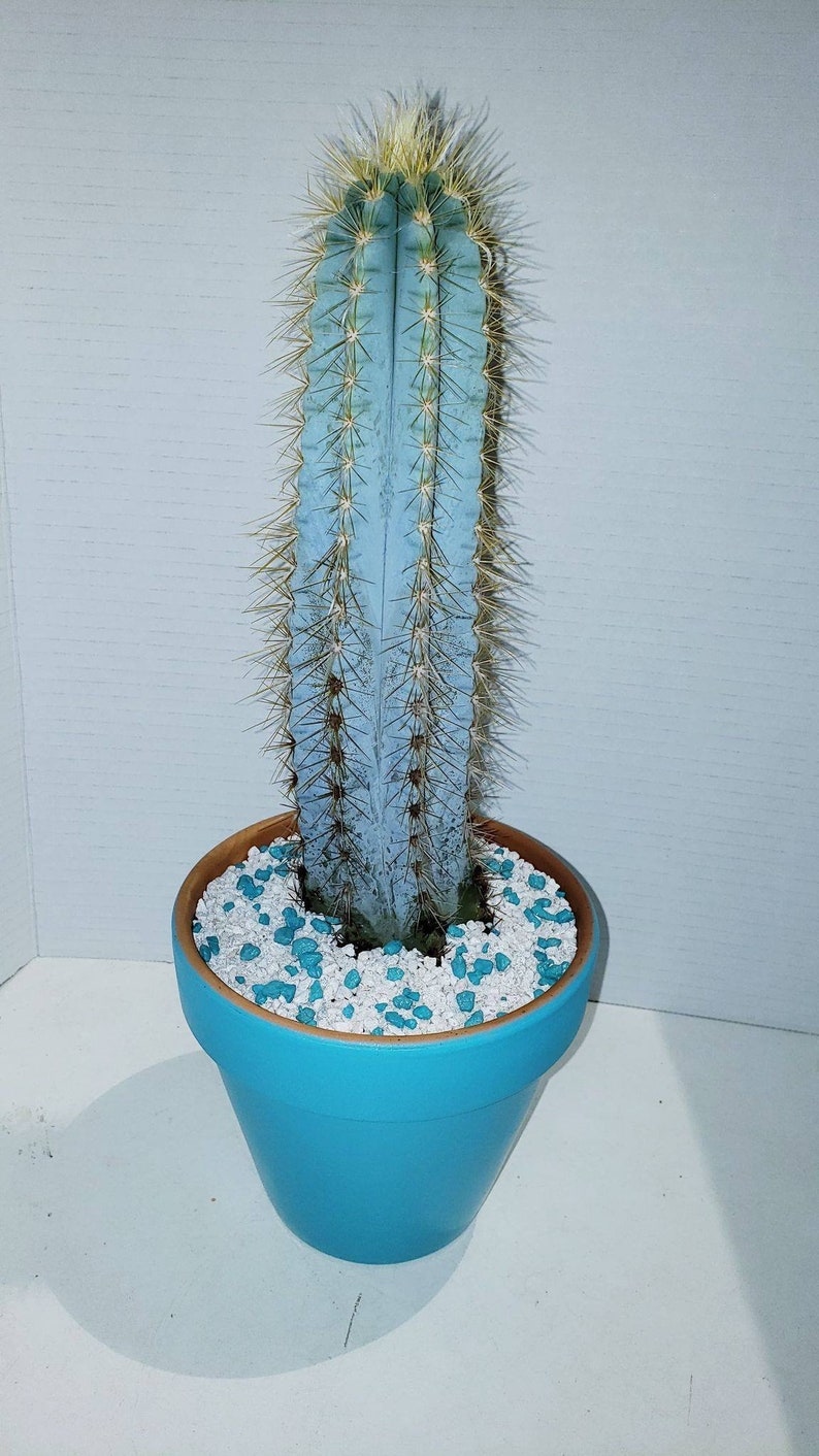 Pilosocereus Azureus Blue Torch Cactus Brazilian Blue - Etsy