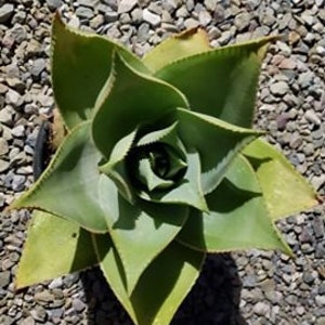 Aloe Striata, Ghost Aloe, Aloe, Cactus, Succulent, Live Plant - Etsy