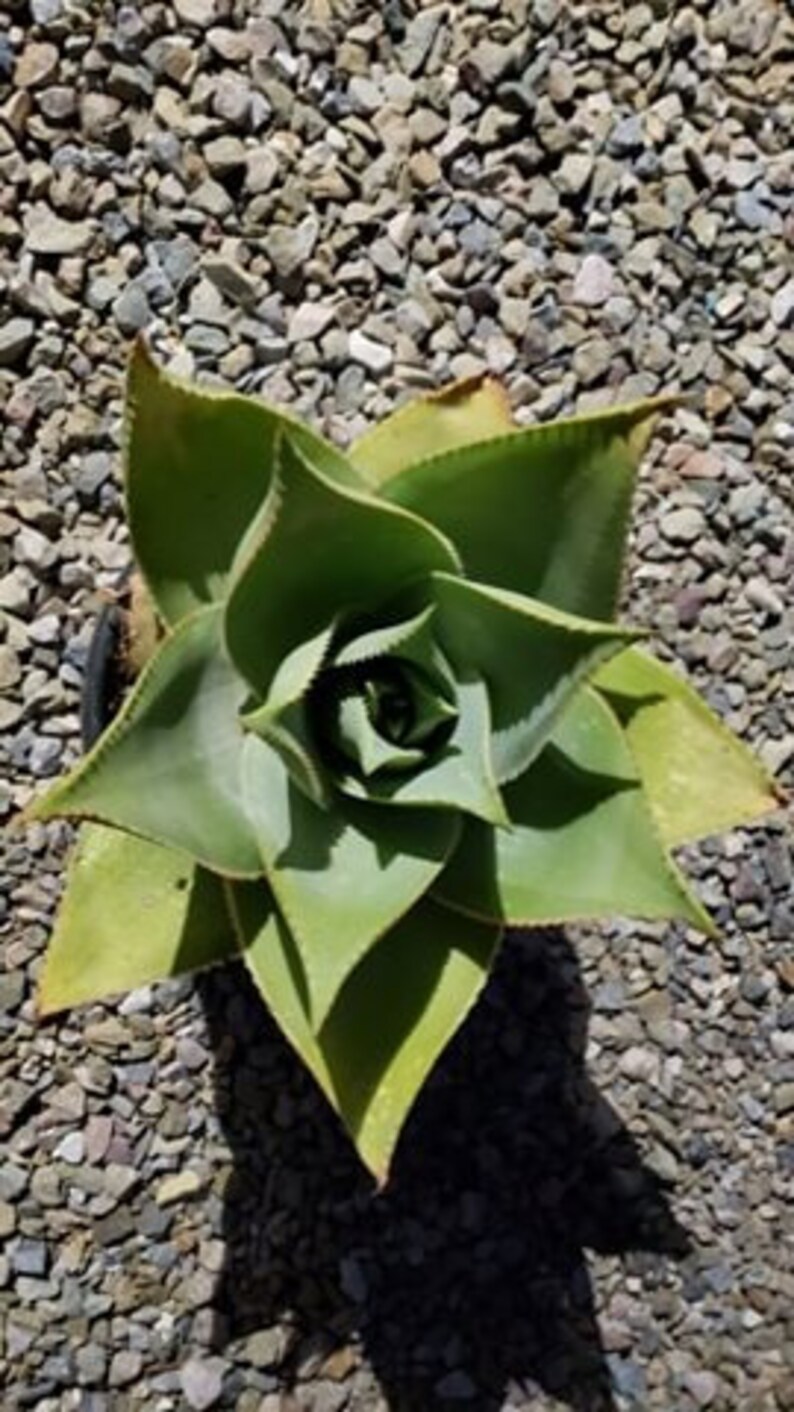 Aloe Striata Ghost Aloe Aloe Cactus Succulent Live Plant | Etsy