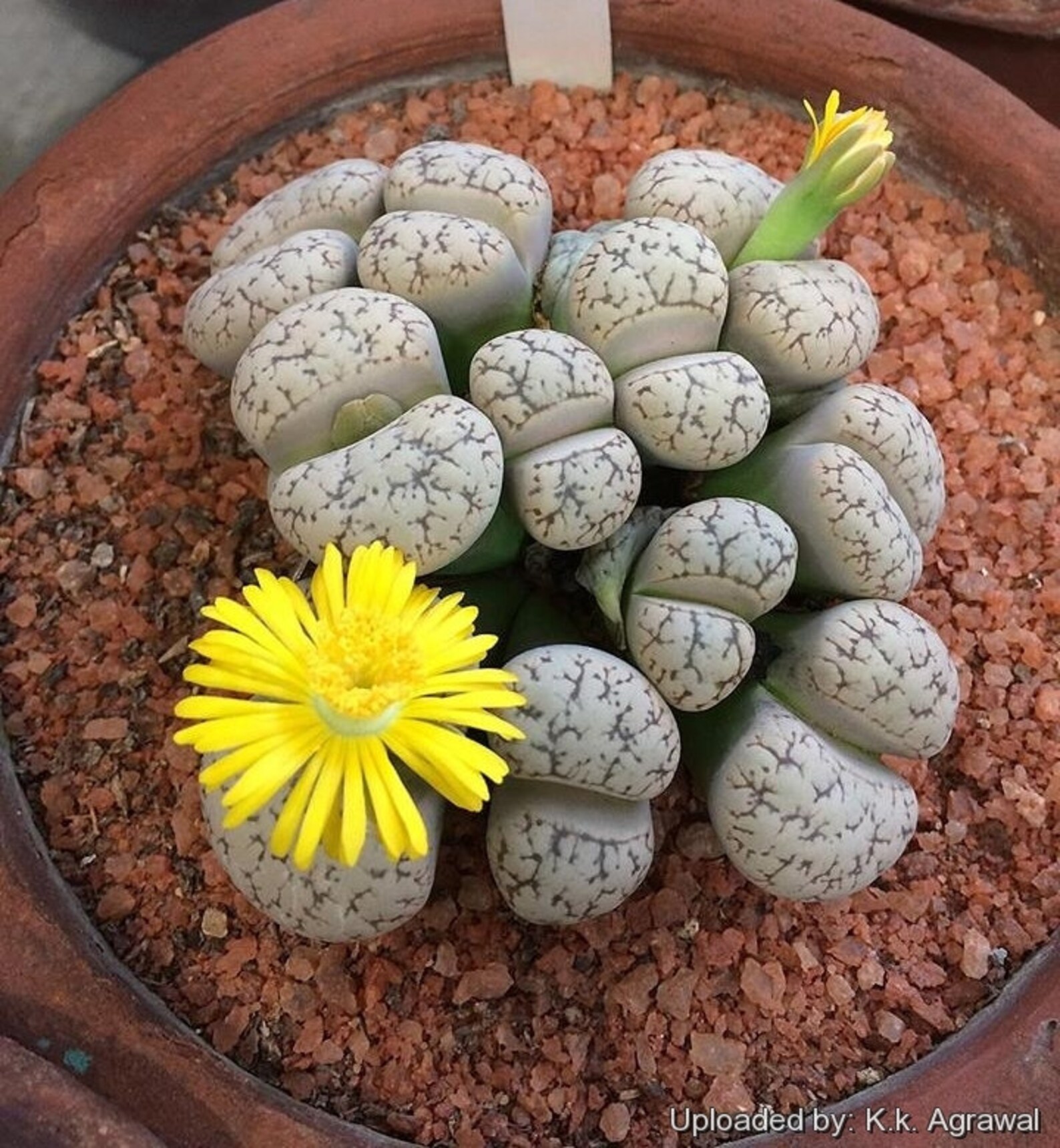Lithops Succulent Cactus LIVE PLANT - Etsy