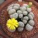 Lithops, Succulent, Cactus, LIVE PLANT - Etsy