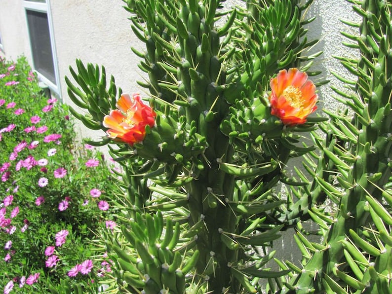 Austrocylindropuntia Subulata Eve's Pin Cactus - Etsy