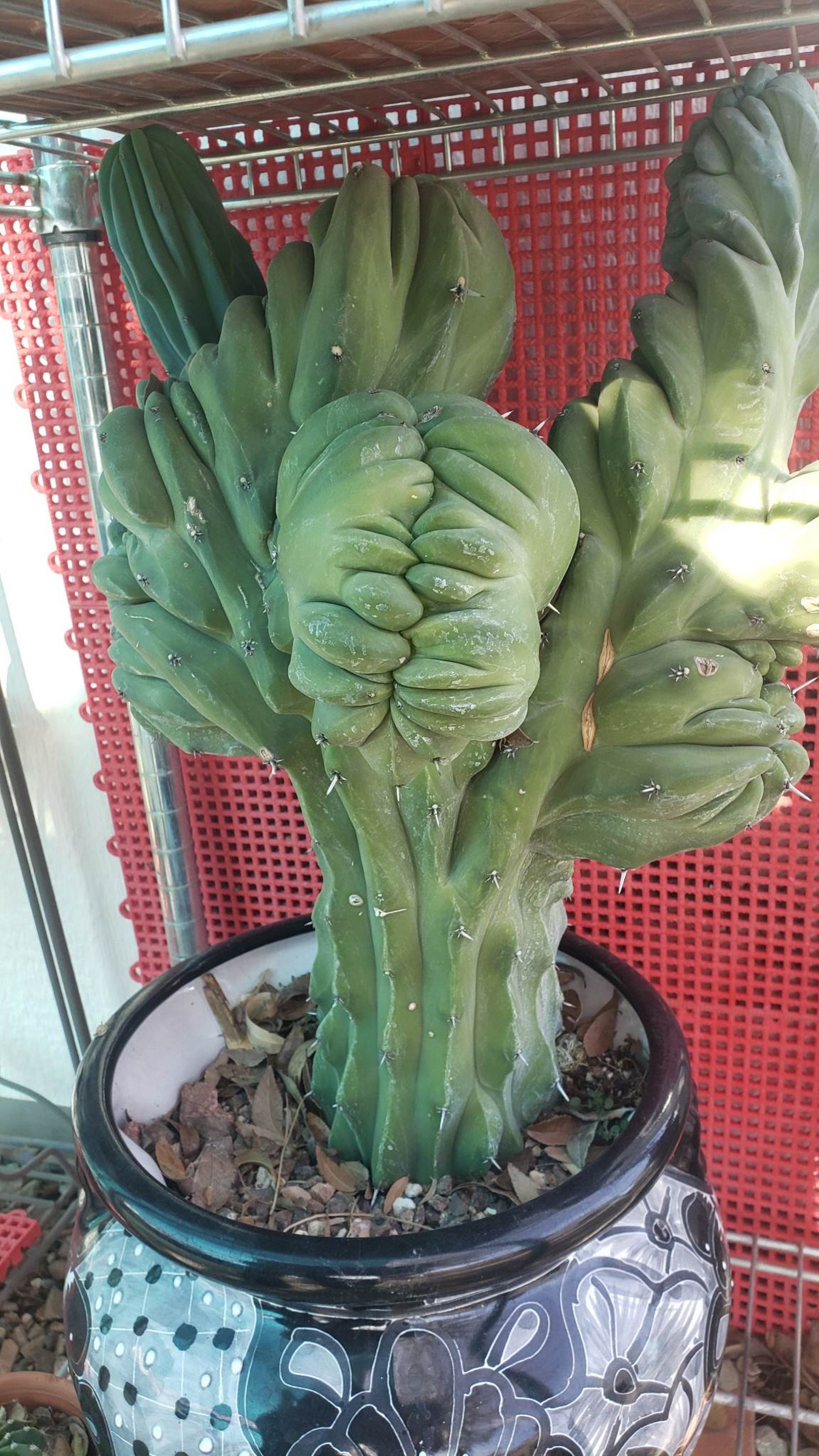 Dinosaur Back Myrtillocactus Geometrizans F. Cristata - Etsy